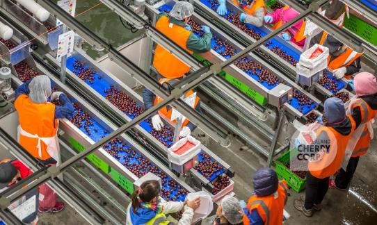 New Zealand Cherry Corp. | About Us & Our Partnership