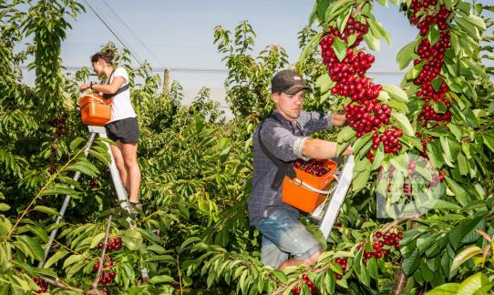 New Zealand Cherry Corp. | About Us & Our Partnership