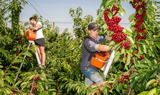 Cherry Orchard & Packhouse Jobs | New Zealand Cherry Corp
