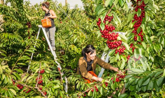 Cherry Orchard NZ | New Zealand Cherry Corp