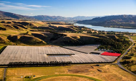 Cherry Orchard NZ | New Zealand Cherry Corp