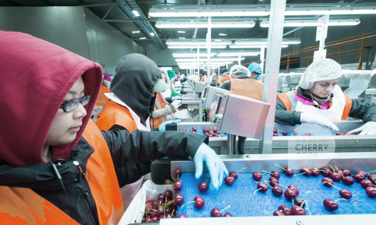 Cherry Packhouse | New Zealand Cherry Corp