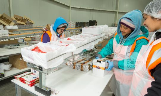 Cherry Packhouse Operation | New Zealand Cherry Corp.