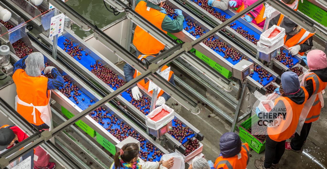Cherry Packhouse Operation | New Zealand Cherry Corp.