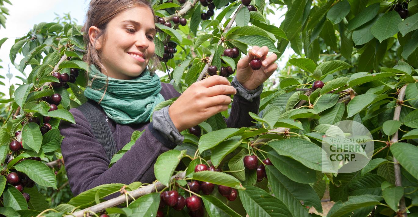 Health Benefits of Cherries | New Zealand Cherry Corp