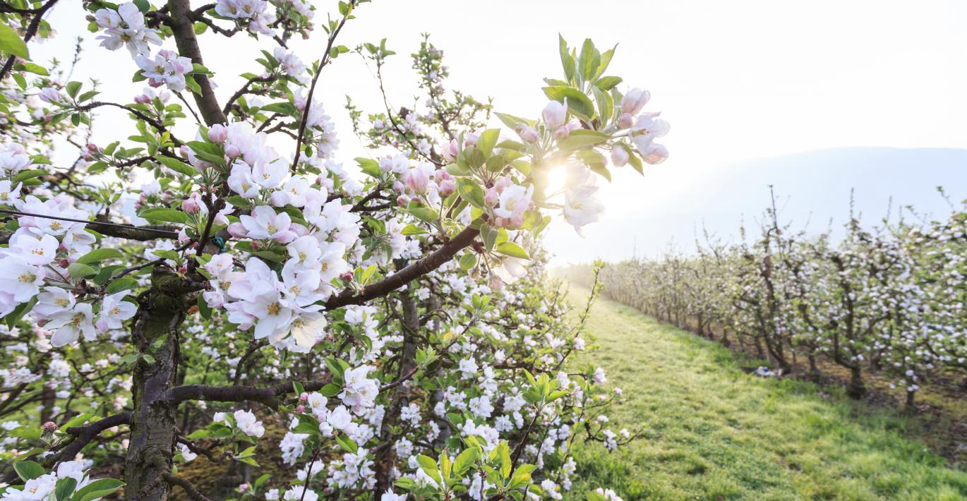 Cherry Corp. Contact Details | New Zealand Cherry Corp